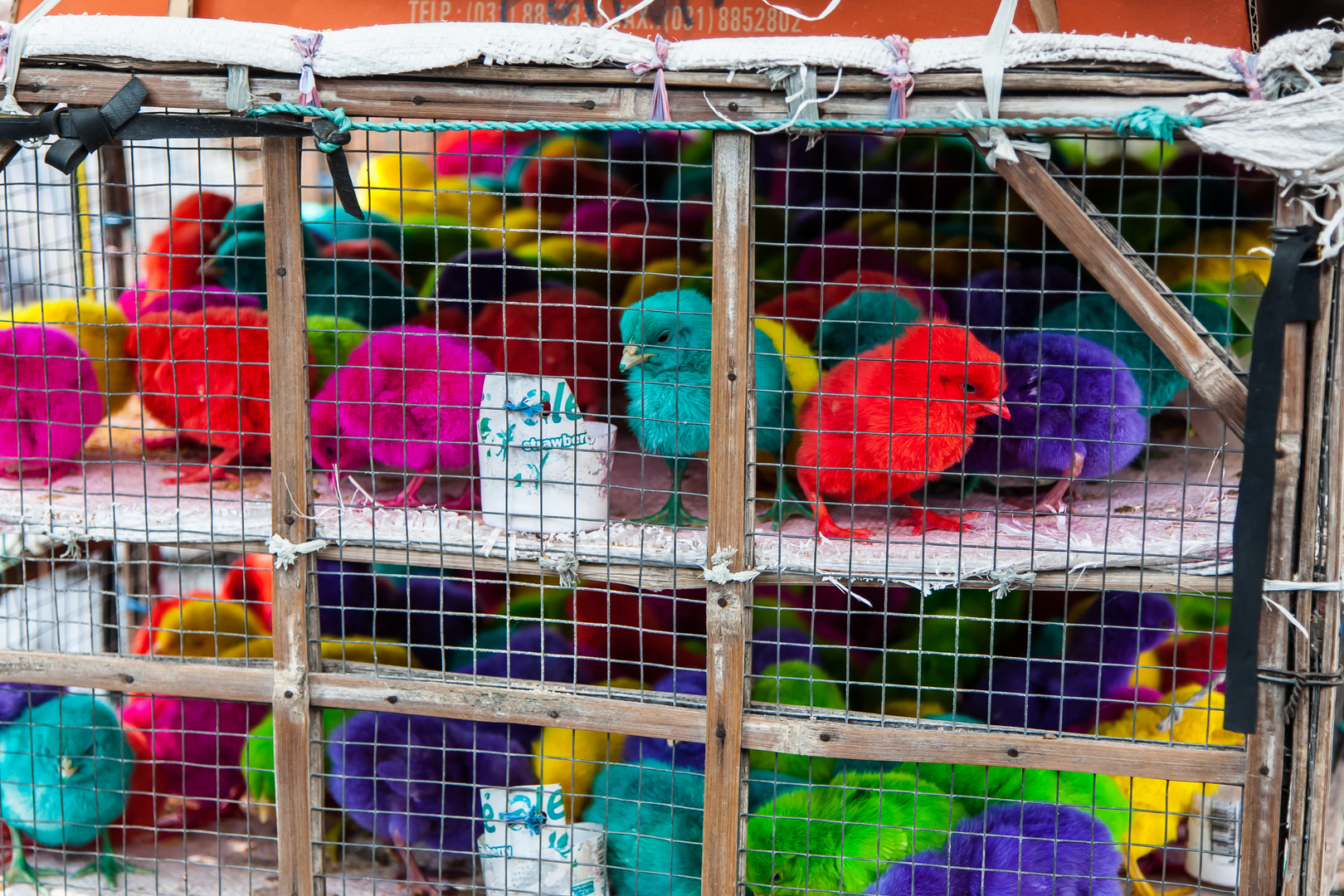 Genmanipulation? Foto & Bild | asia, indonesia, southeast asia Bilder ...