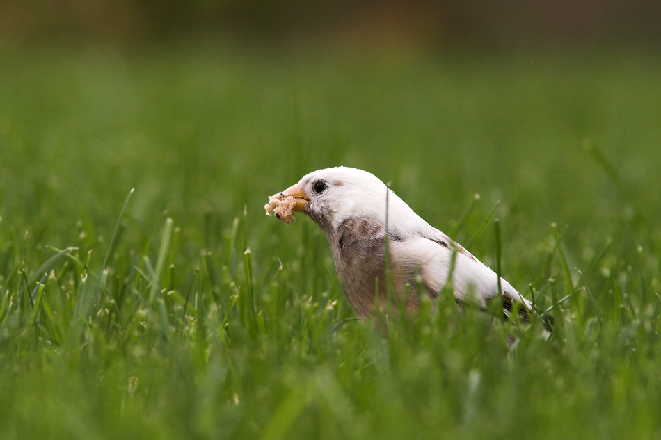 Genmanipuliert? Foto & Bild | tiere, wildlife, wild lebende vögel ...
