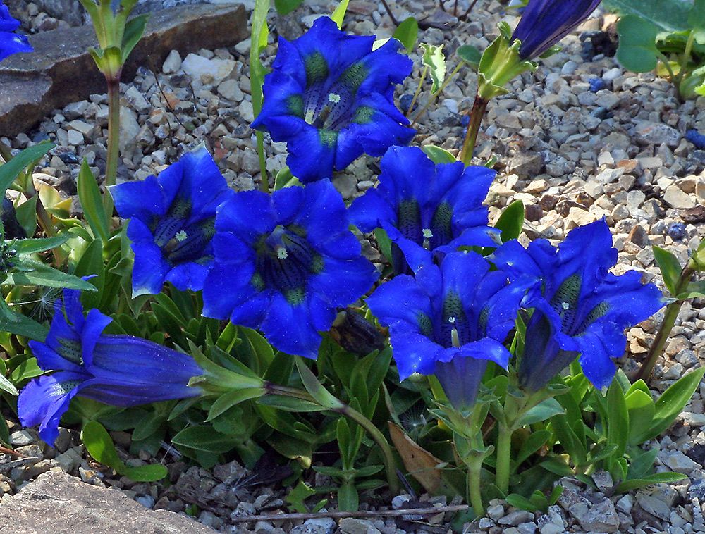 Gentiana clusii -Clusius Enzian einer der letzten Standorte noch in ...