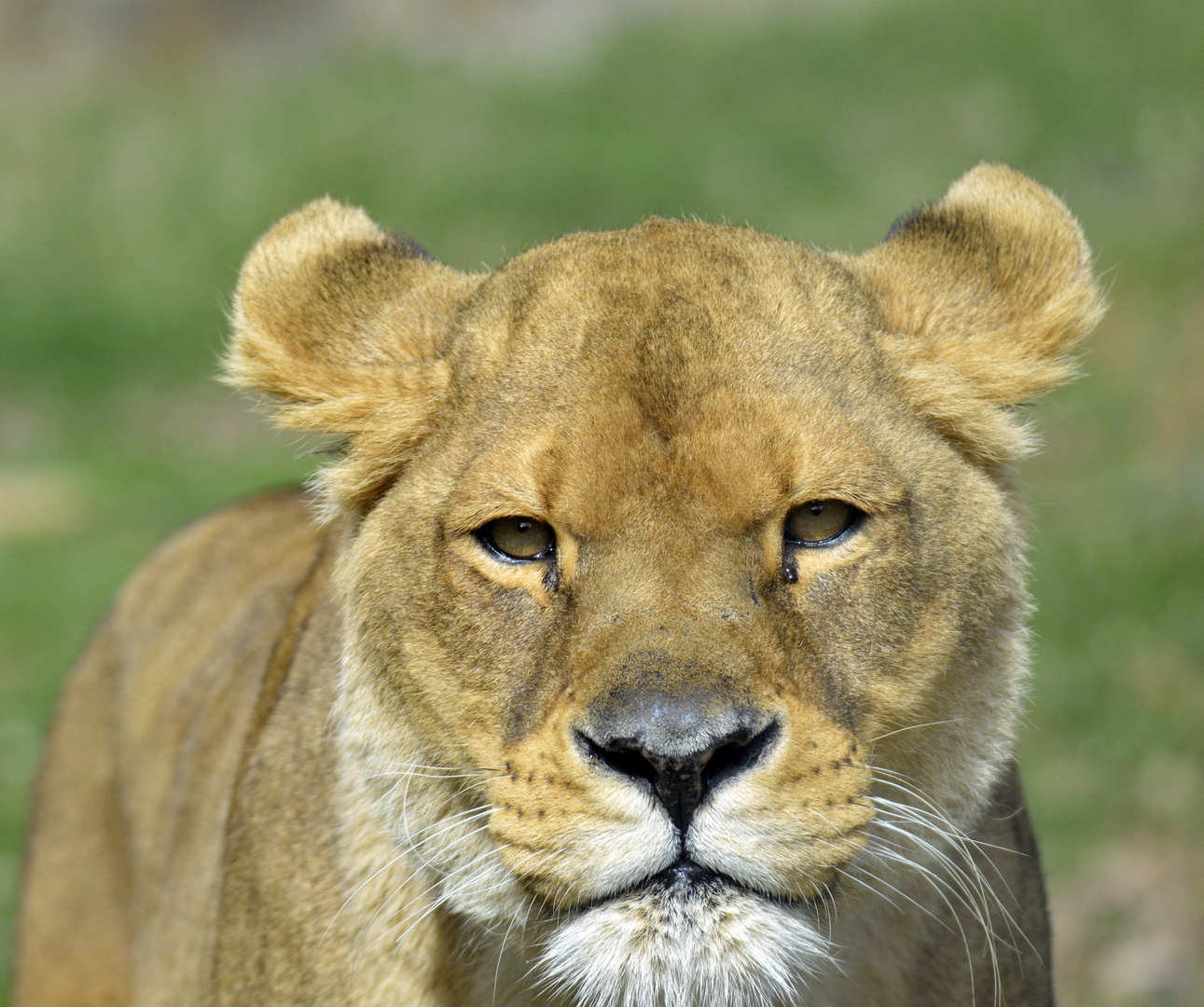 gentil le chat photo et image | animaux, zoo et animaux en captivité ...