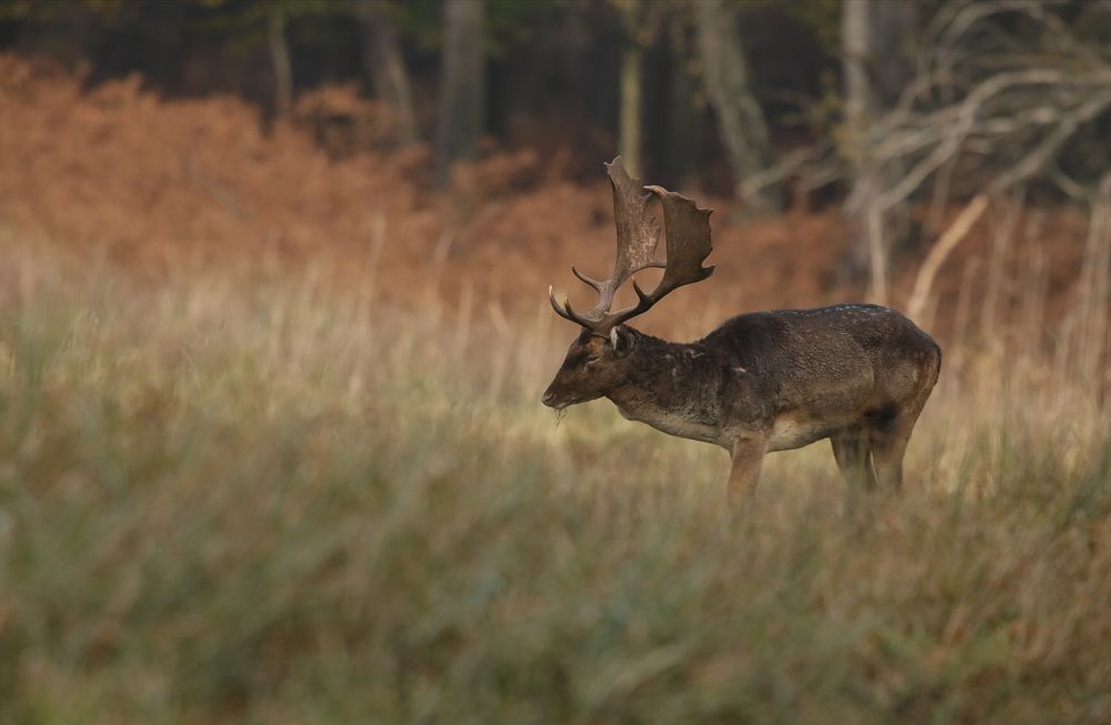 Genüsslich äsen.. Foto & Bild | tiere, wildlife, säugetiere Bilder auf ...