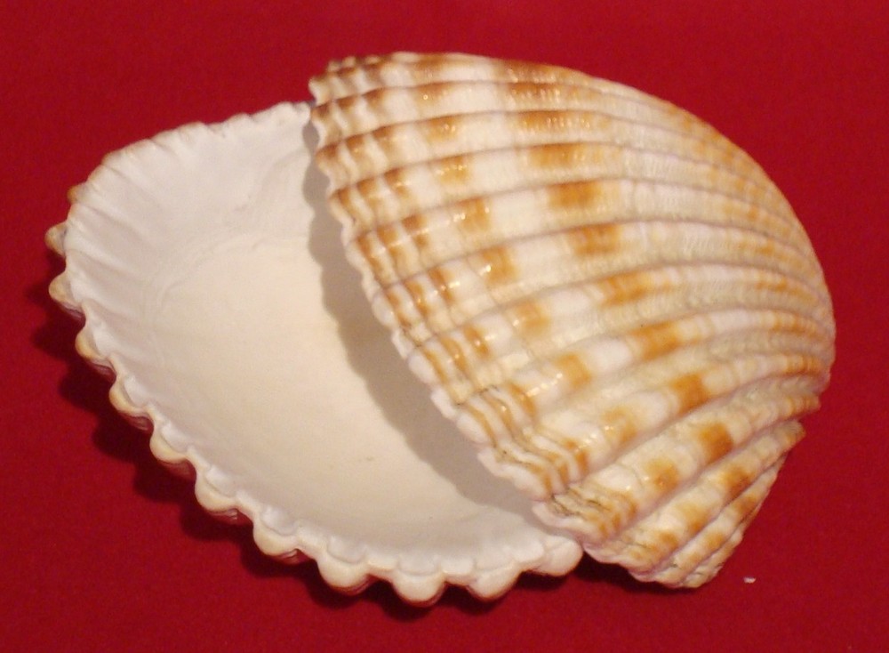 geöffnete Muschel Foto & Bild | stillleben, arrangierte szenen, motive ...