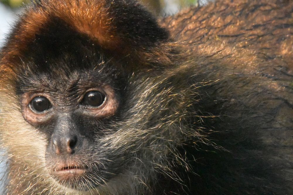 Geoffroy-Klammeraffe Foto & Bild | tiere, wildlife, säugetiere Bilder ...