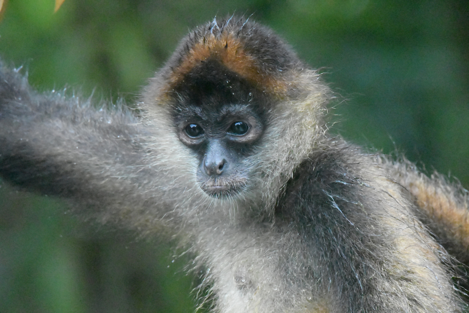 Geoffroy-Klammeraffe Foto & Bild | tiere, wildlife, säugetiere Bilder ...