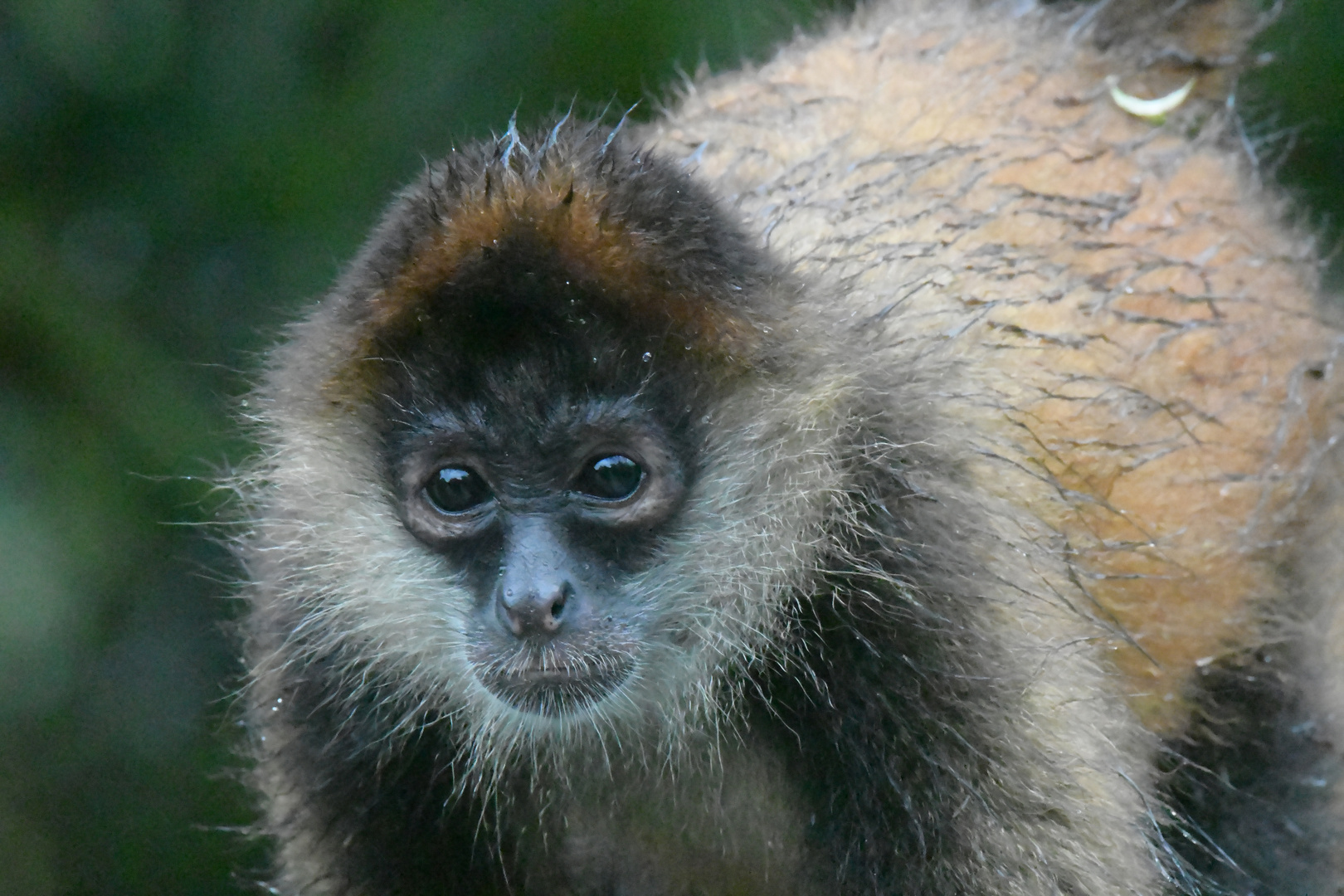 Geoffroy-Klammeraffe Foto & Bild | tiere, wildlife, säugetiere Bilder ...