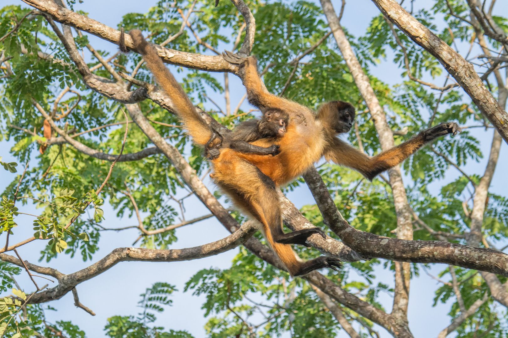 Geoffroy-Klammeraffe (Ateles geoffroyi) in der Nähe von La Cruz, Costa ...