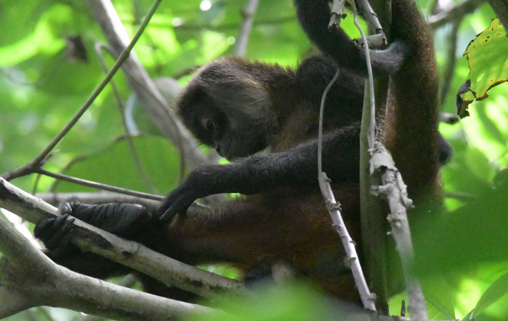 Geoffroy-Klammeraffe Foto & Bild | tiere, wildlife, säugetiere Bilder ...