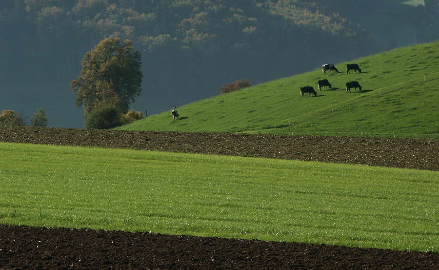 geofields forever (#6) oder oktoberkühe Foto & Bild | landschaft, Äcker ...