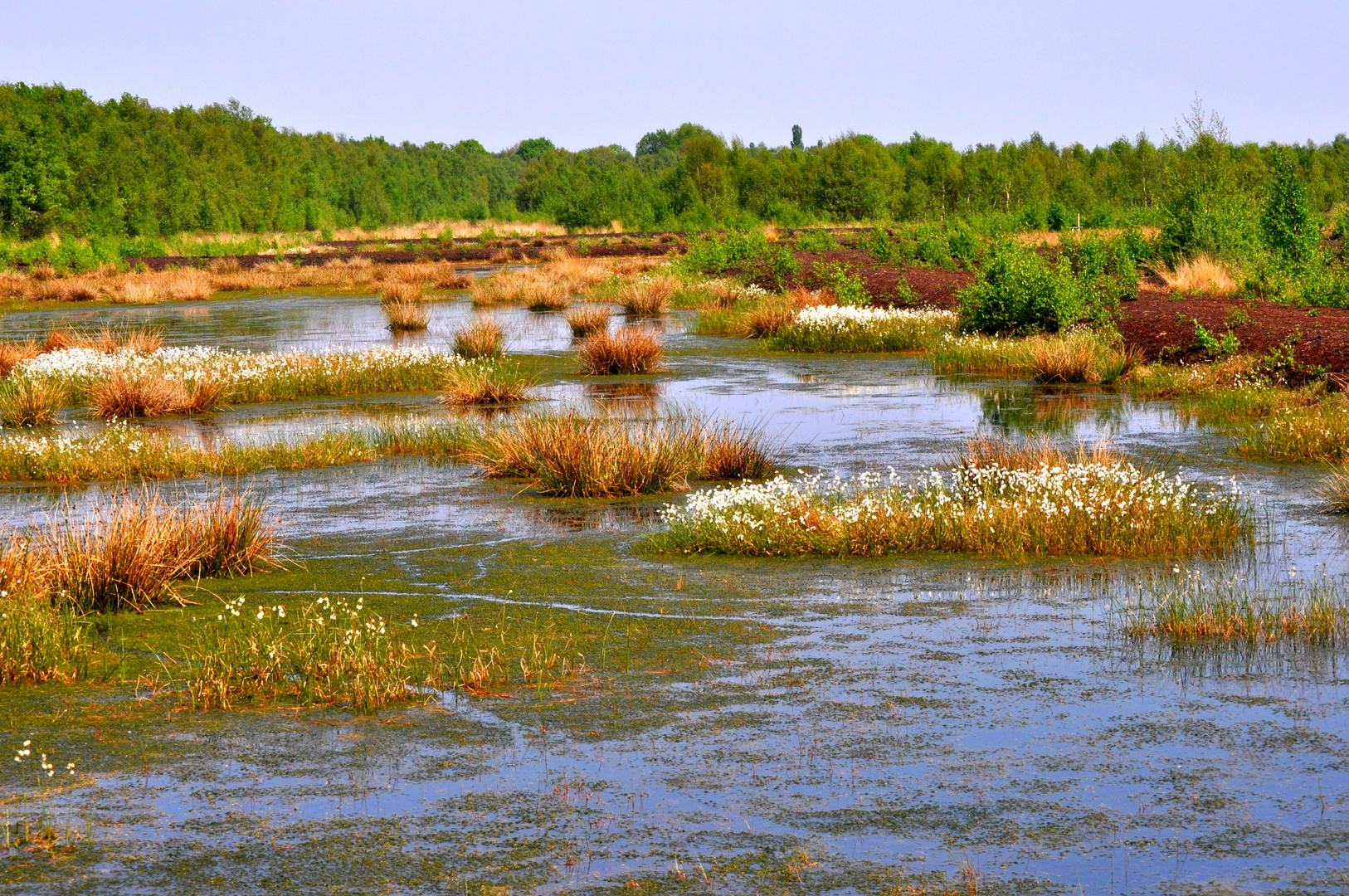 Georgsdorfer Moor Foto & Bild | landschaft, moor, natur & umwelt Bilder ...