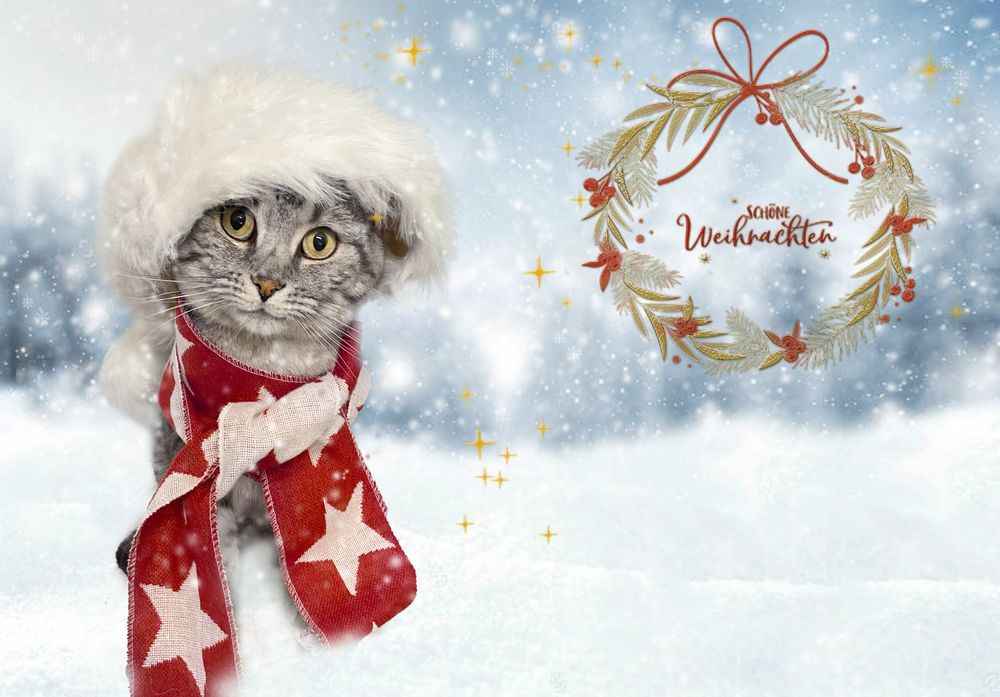 Georgys Weihnachtsgrüsse Foto And Bild Weihnachten Katze Karte Bilder Auf Fotocommunity