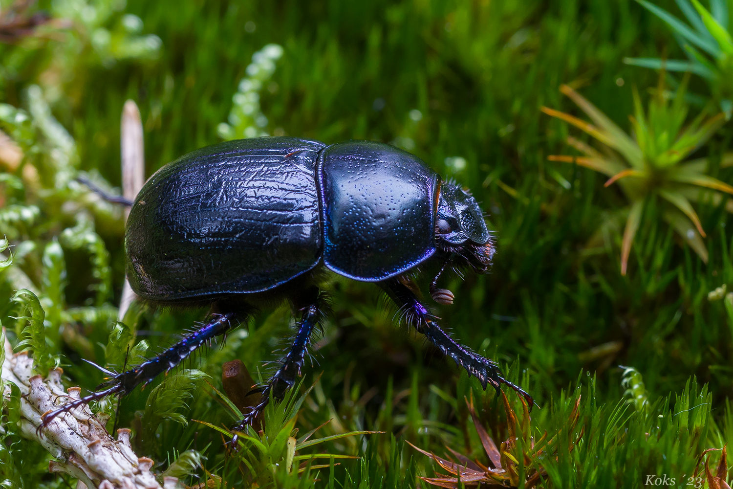 Geotrupidae Foto & Bild | tiere, wildlife, insekten Bilder auf ...