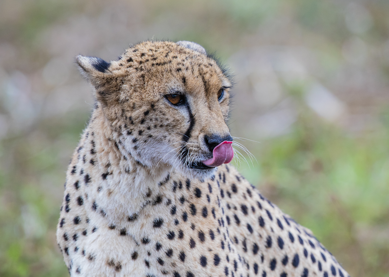 Gepard Foto & Bild | zunge, gepard, südafrika Bilder auf fotocommunity