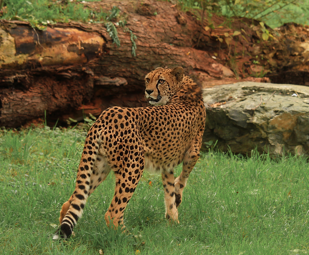 Gepard 2 Foto & Bild | tiere, zoo, wildpark & falknerei, säugetiere ...