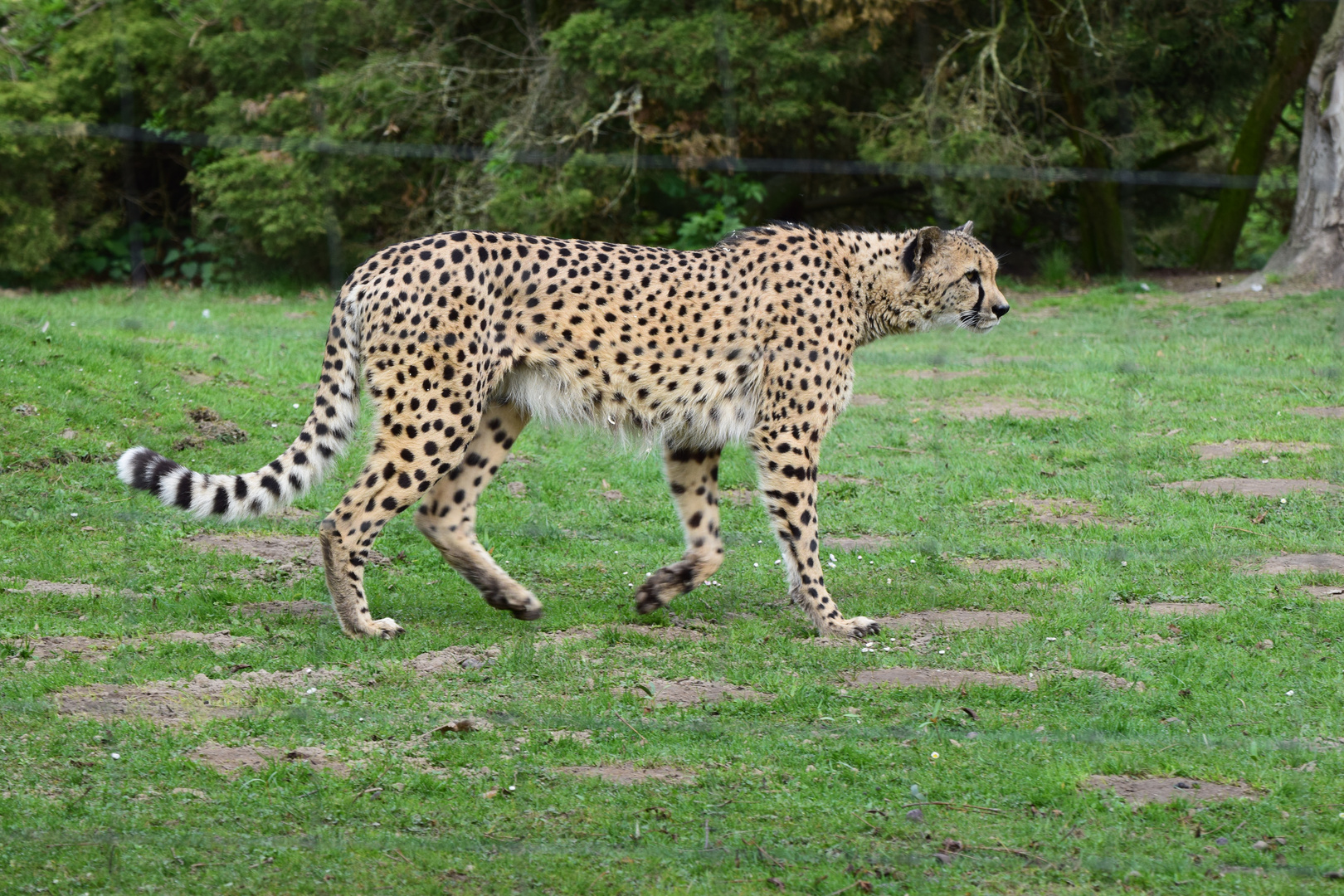 Gepard Foto & Bild | natur, zoo, tiere Bilder auf fotocommunity