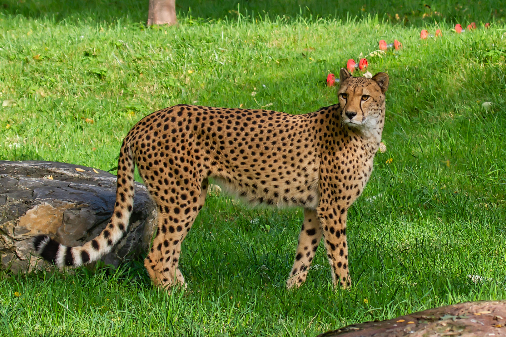 Gepard Foto & Bild | tiere, zoo, wildpark & falknerei, säugetiere Bilder auf fotocommunity