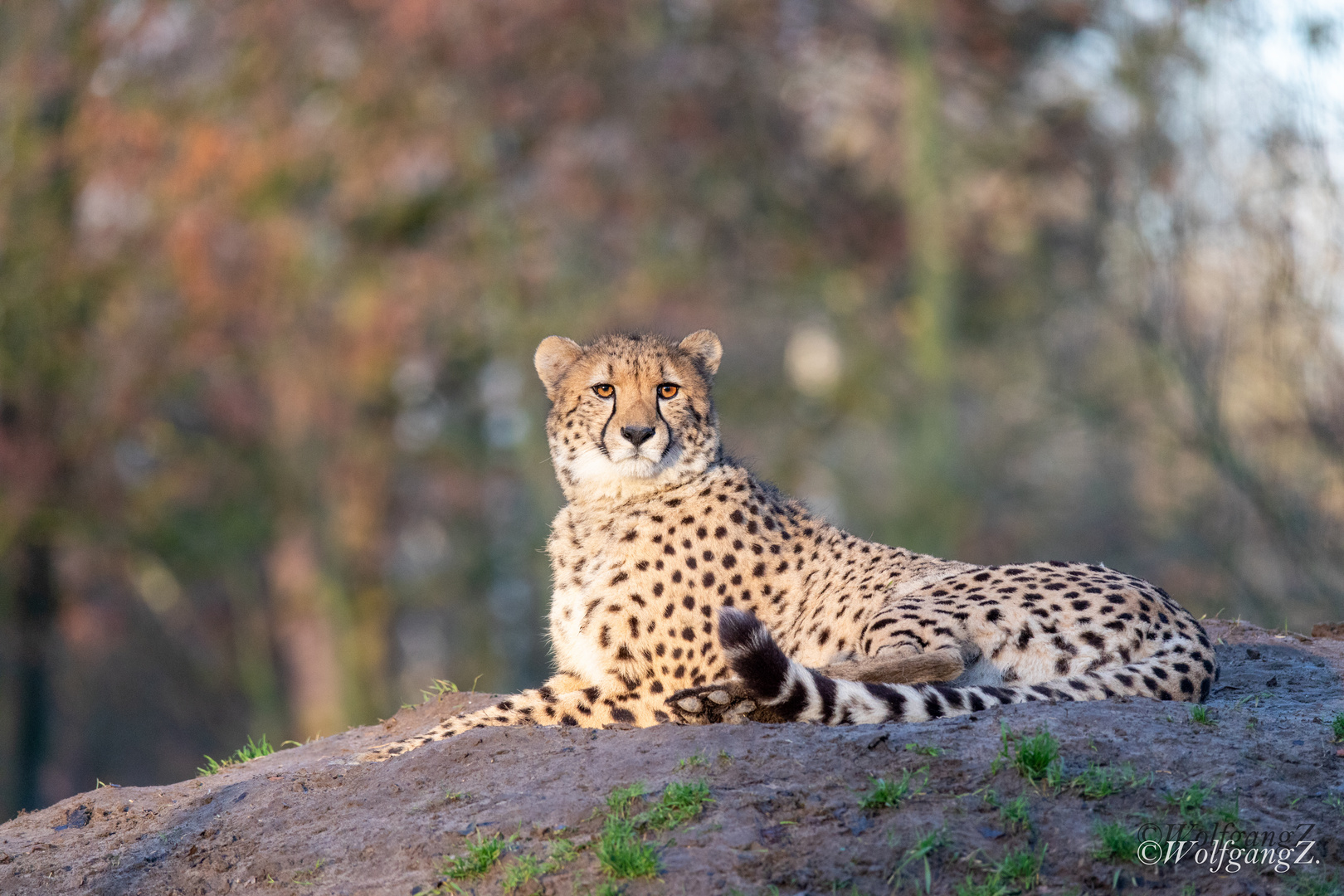 Gepard Foto & Bild | tiere, zoo, wildpark & falknerei, säugetiere ...