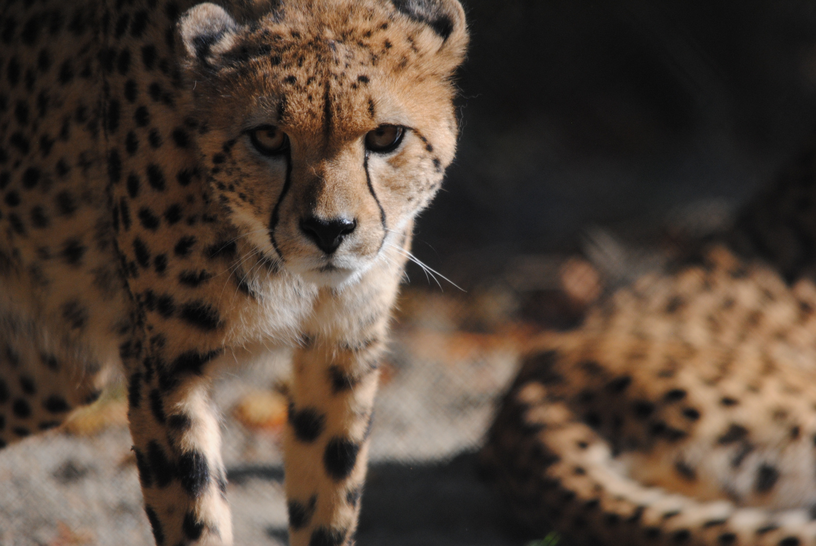 Gepard Foto & Bild | tiere, zoo, wildpark & falknerei, säugetiere Bilder auf fotocommunity