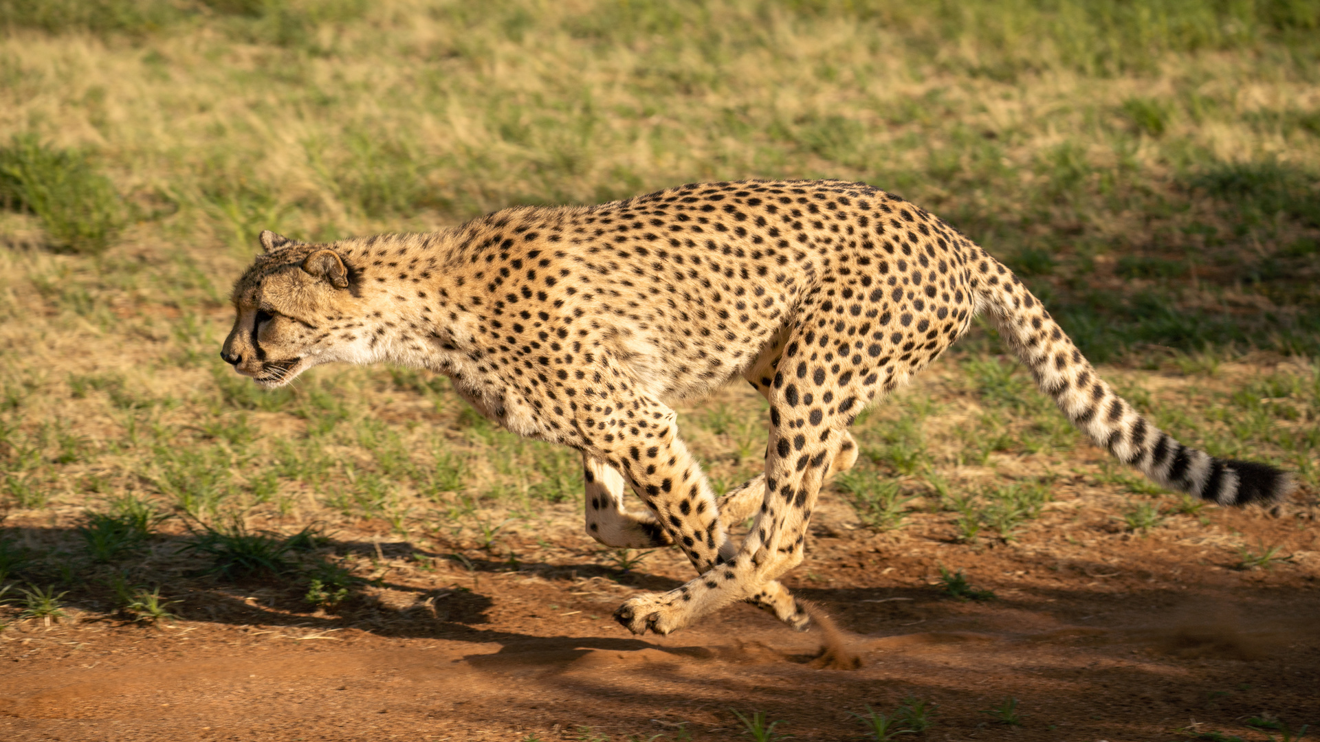 Gepard Foto & Bild | africa, southern africa, namibia Bilder auf ...