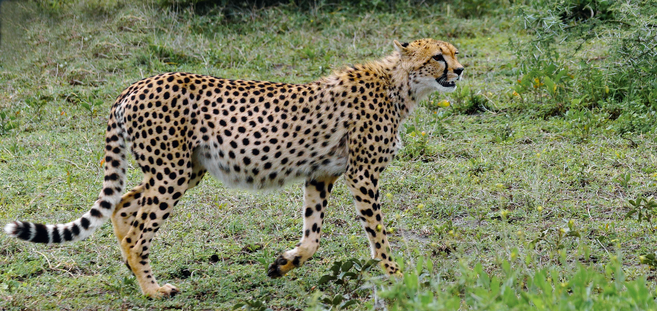 Gepard Foto & Bild | africa, eastern africa, tanzania Bilder auf ...