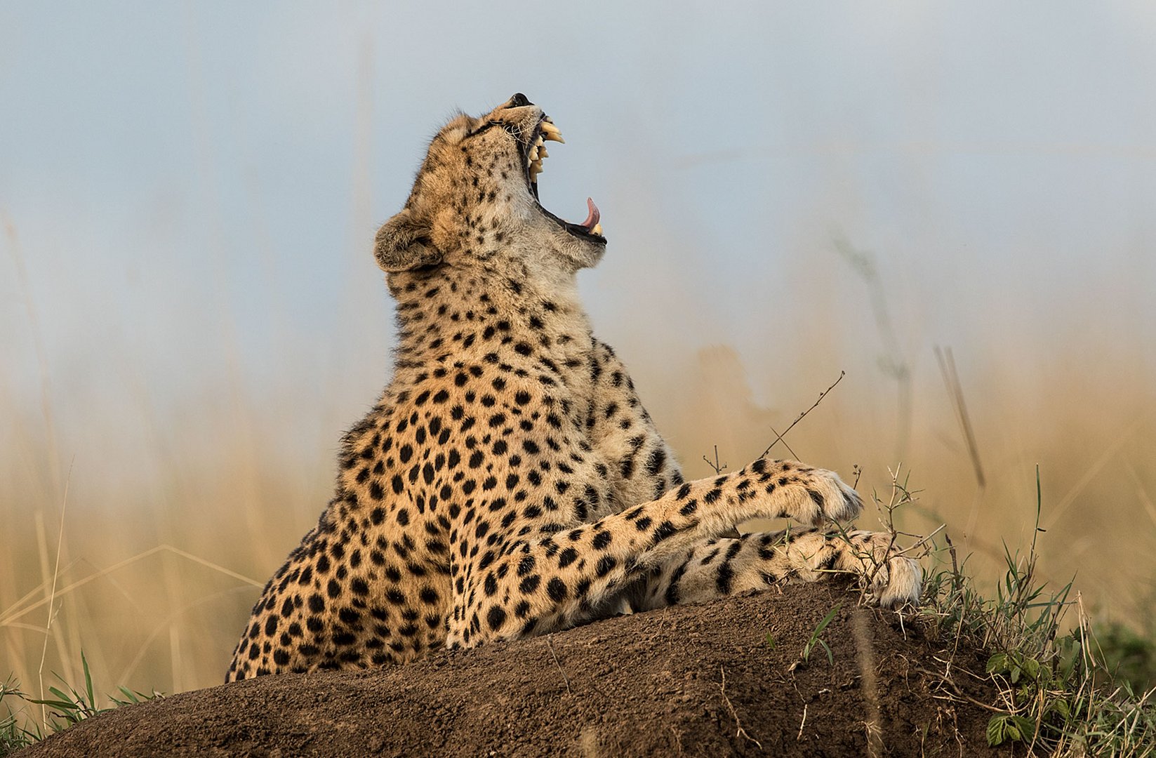 Gepard Foto & Bild | natur, afrika, tiere Bilder auf fotocommunity