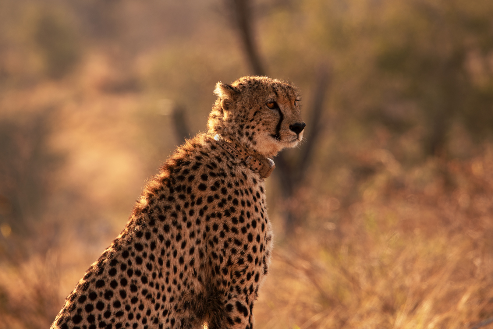 gepard Foto & Bild | africa, southern africa, south africa Bilder auf ...