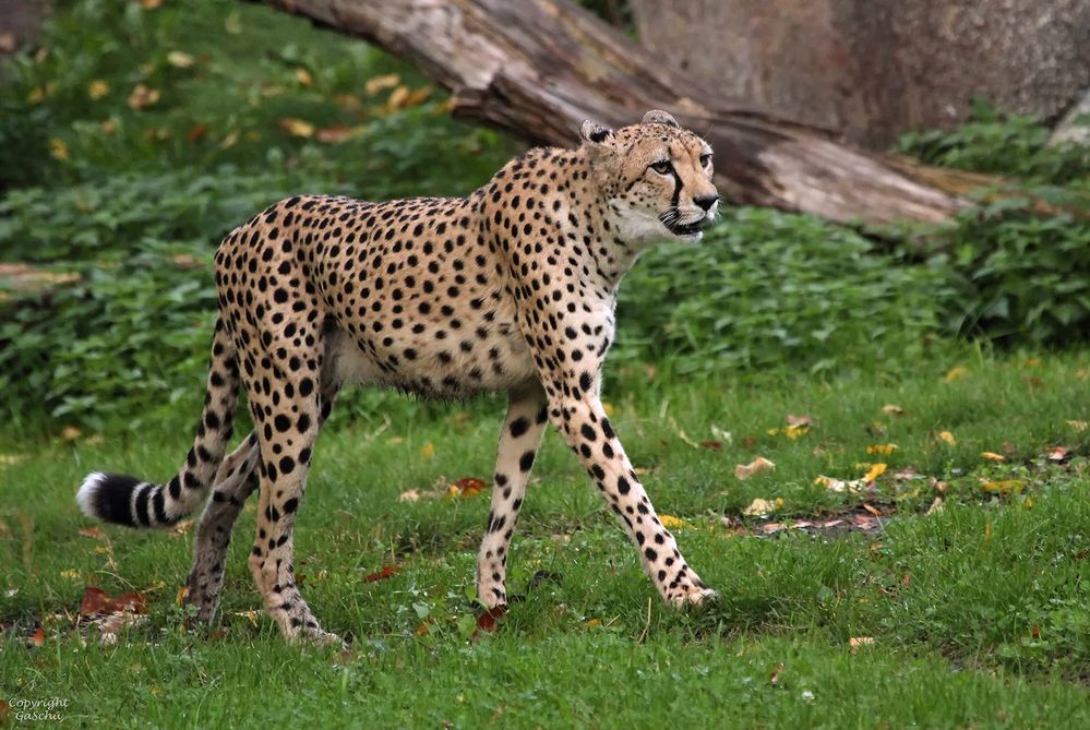 Gepard Foto & Bild | tiere, zoo, wildpark & falknerei, säugetiere ...