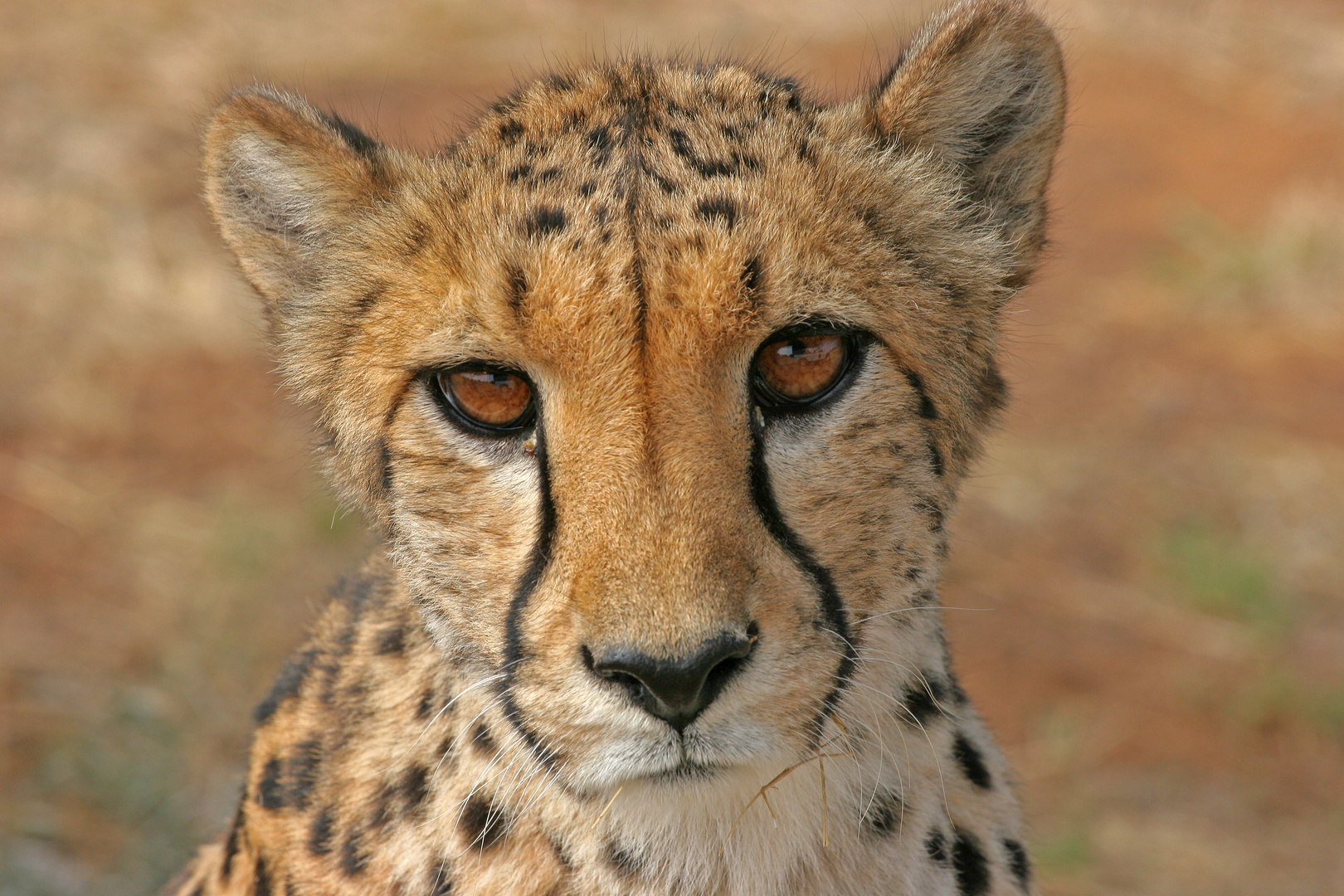 Gepard Foto & Bild | world, namibia, africa Bilder auf fotocommunity