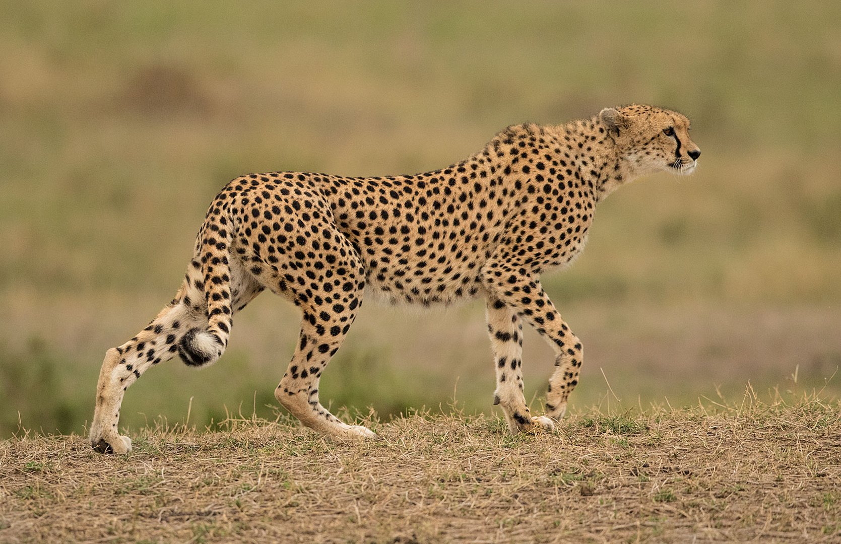 Gepard Foto & Bild | kenia, masai mara 4, natur, afrika Bilder auf ...