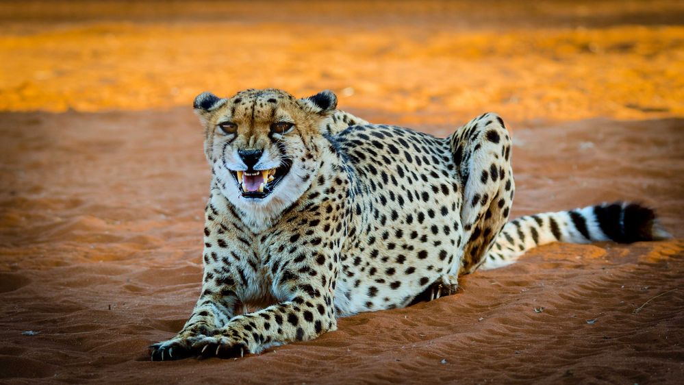 Gepard Foto & Bild | tiere, natur, wildlife Bilder auf fotocommunity