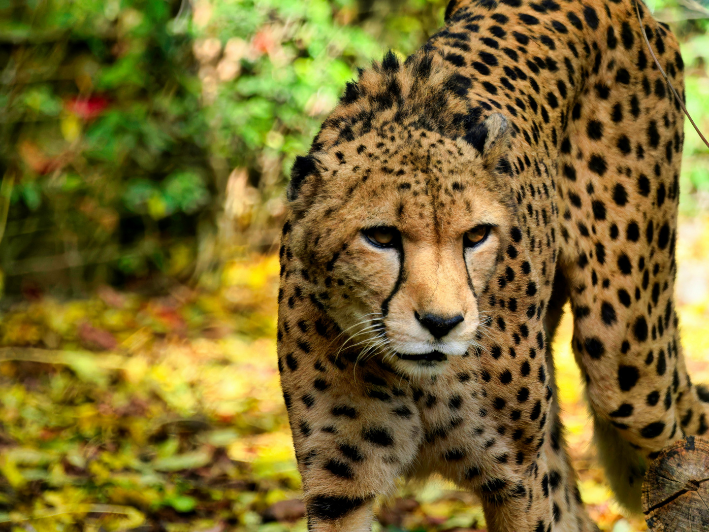 Gepard Foto & Bild | tiere, wildlife, säugetiere Bilder auf fotocommunity