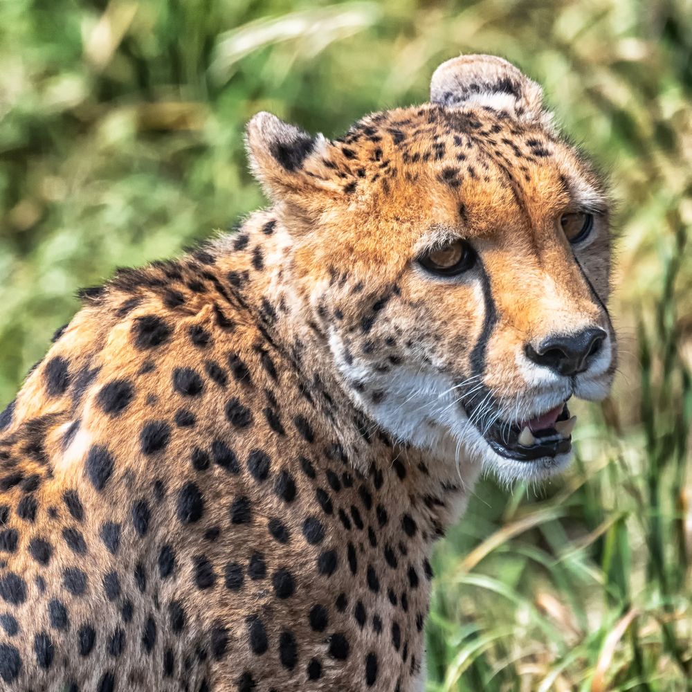 Gepard Foto & Bild | world, natur, zoo Bilder auf fotocommunity