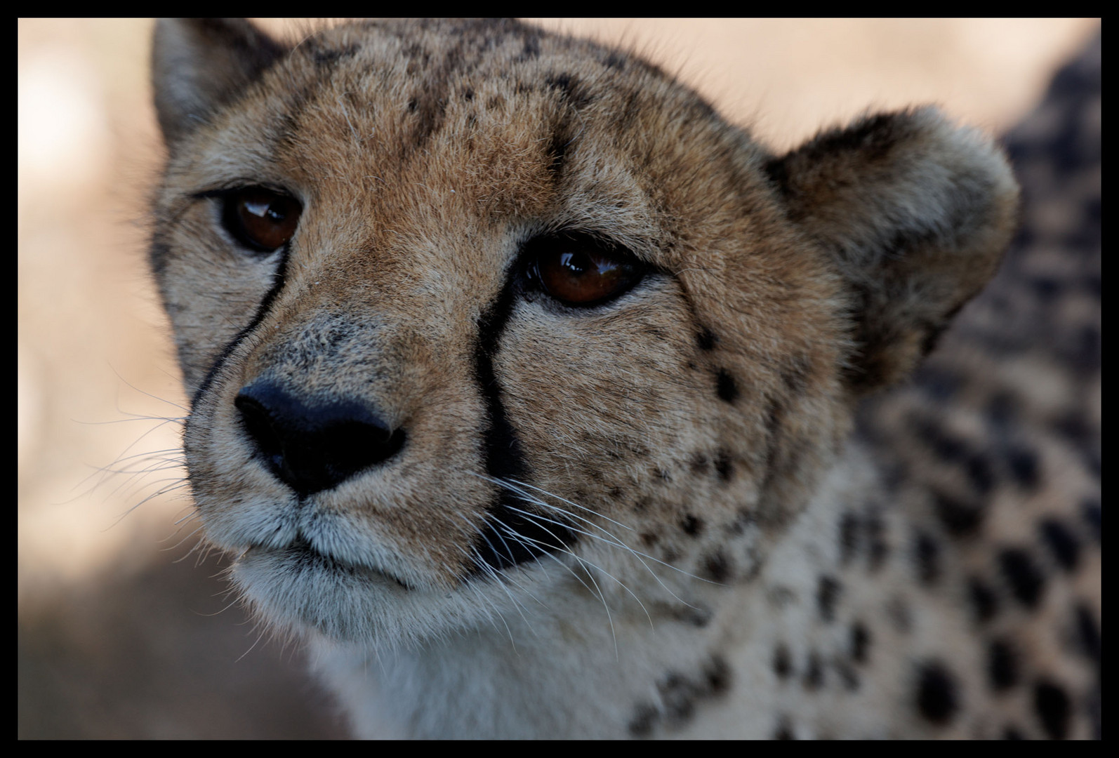 Gepard auf dem Cheetah Drive in Namibia Foto & Bild | tiere, wildlife ...