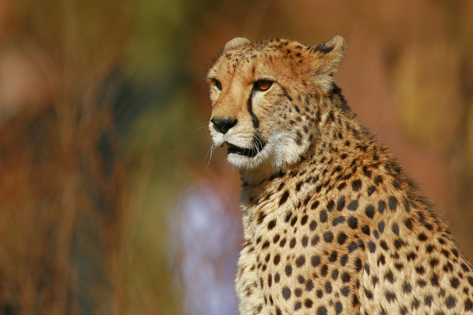 Gepard Foto & Bild | tiere, zoo, wildpark & falknerei, gepard Bilder ...