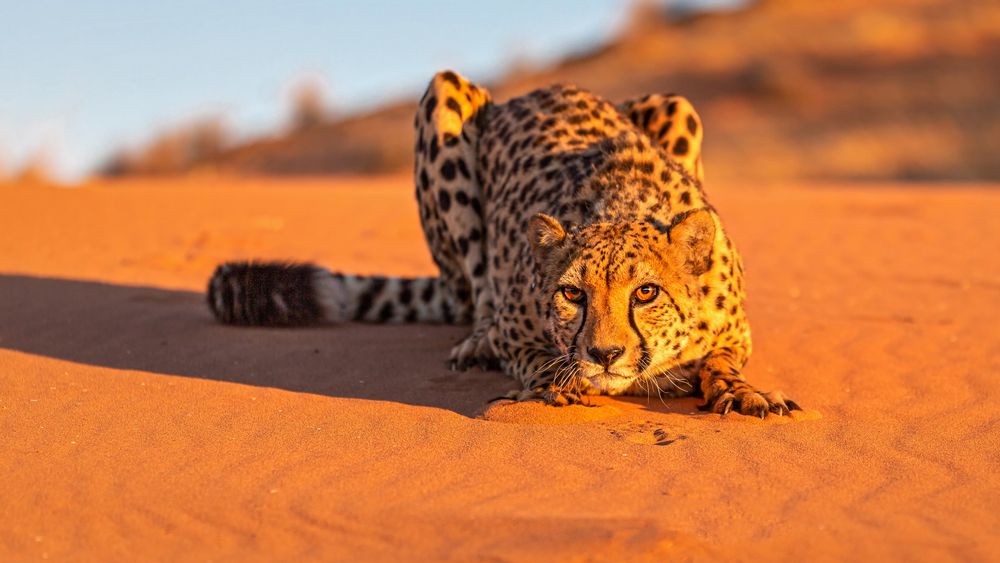 Gepard Foto & Bild | world, katze, namibia Bilder auf fotocommunity