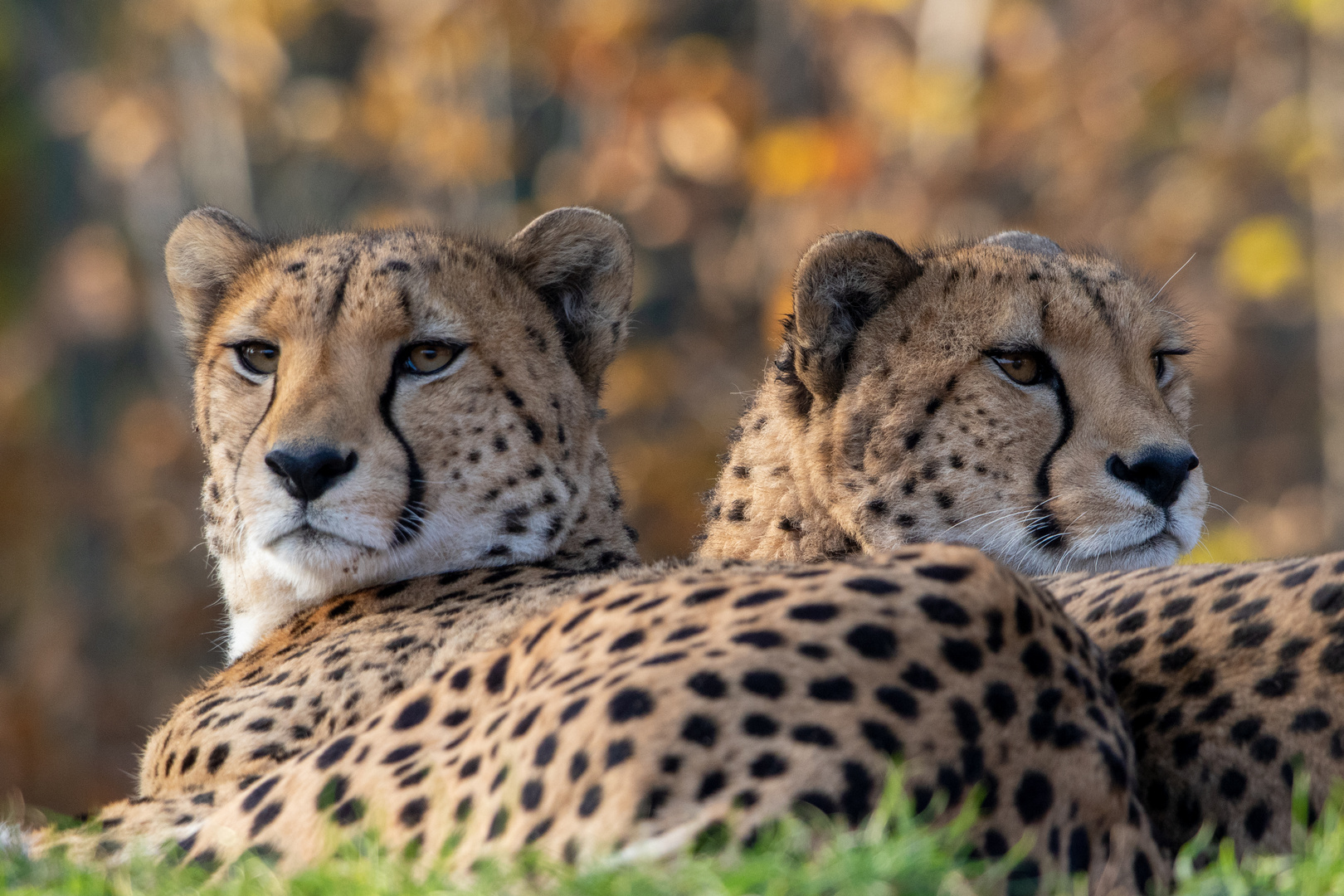 Gepard Foto & Bild | tiere, zoo, wildpark & falknerei, säugetiere ...