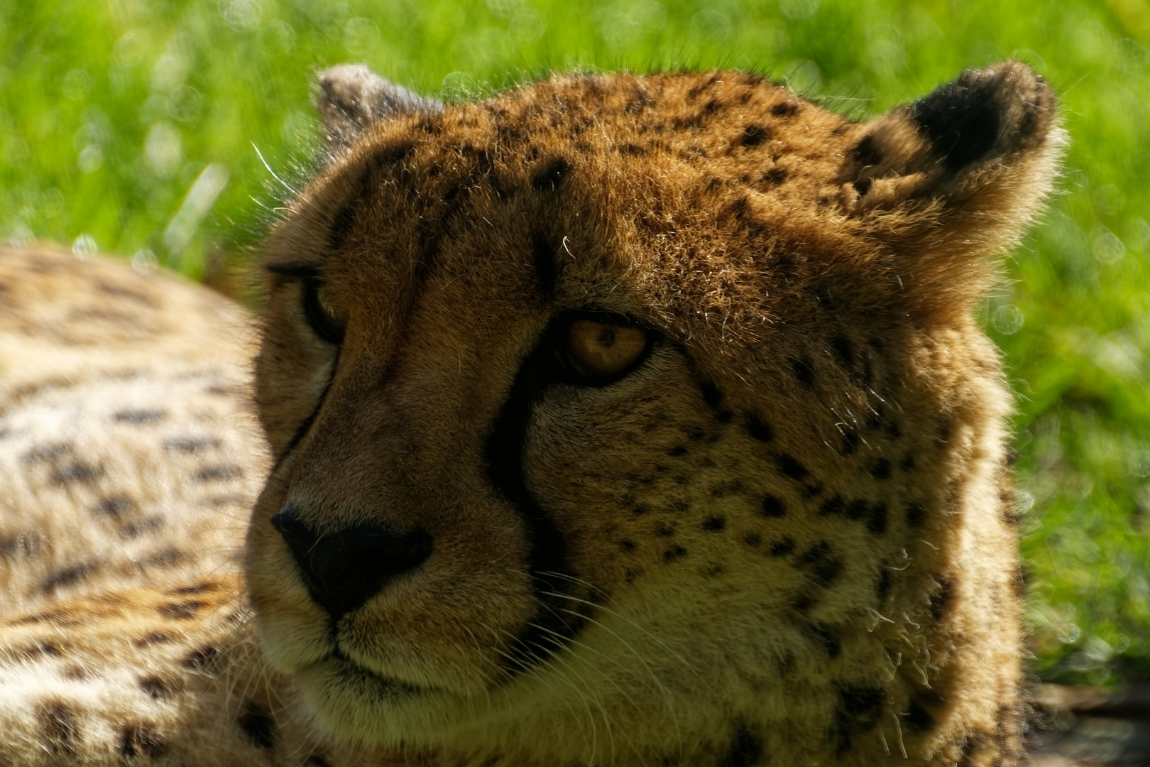 Gepard Foto & Bild | tiere, zoo, wildpark & falknerei, säugetiere ...