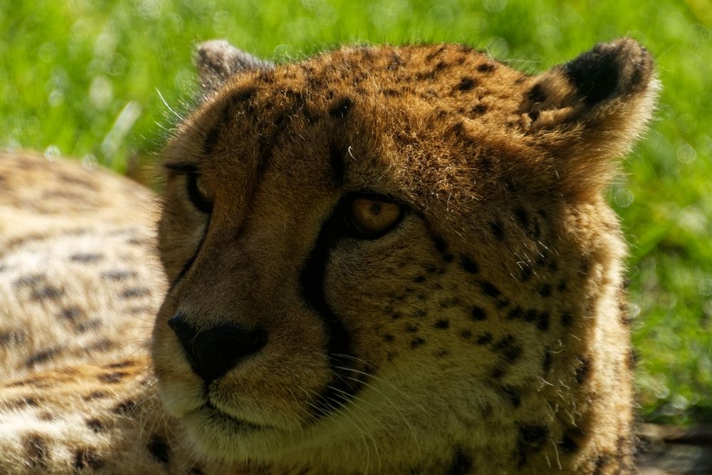 Gepard Foto & Bild | tiere, zoo, wildpark & falknerei, säugetiere ...