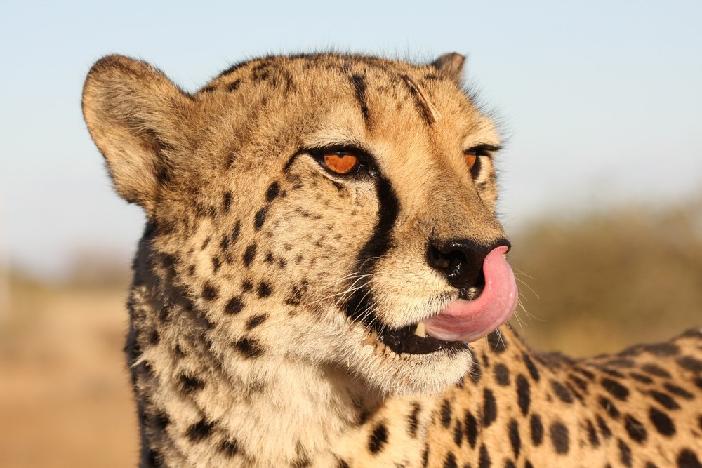 Gepard Foto & Bild | tiere, wildlife, säugetiere Bilder auf fotocommunity