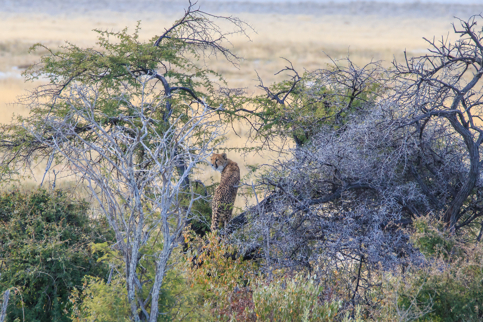 Gepard im Etosha Nationalpark Foto & Bild | africa, southern africa ...