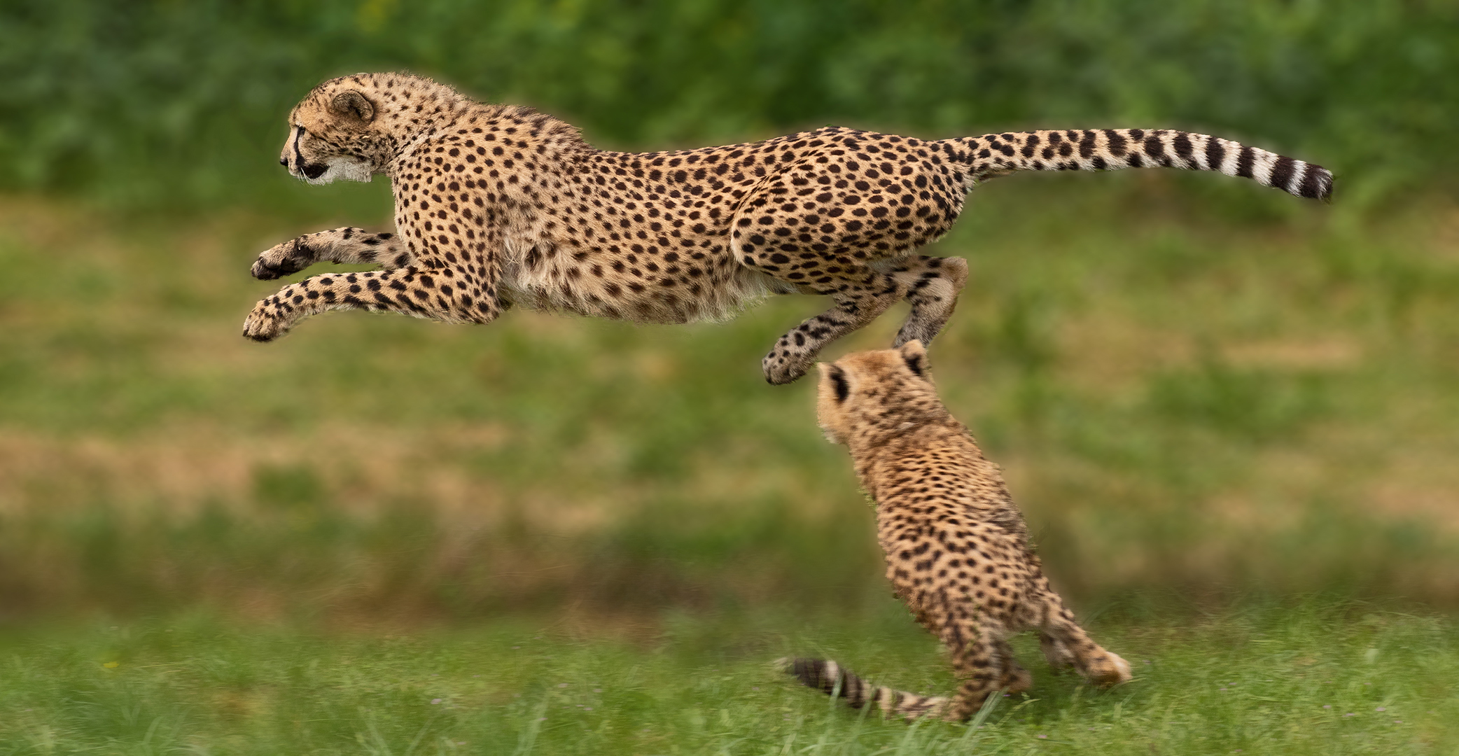 Gepard im Sprung 001 Foto & Bild | tiere, zoo, wildpark & falknerei ...