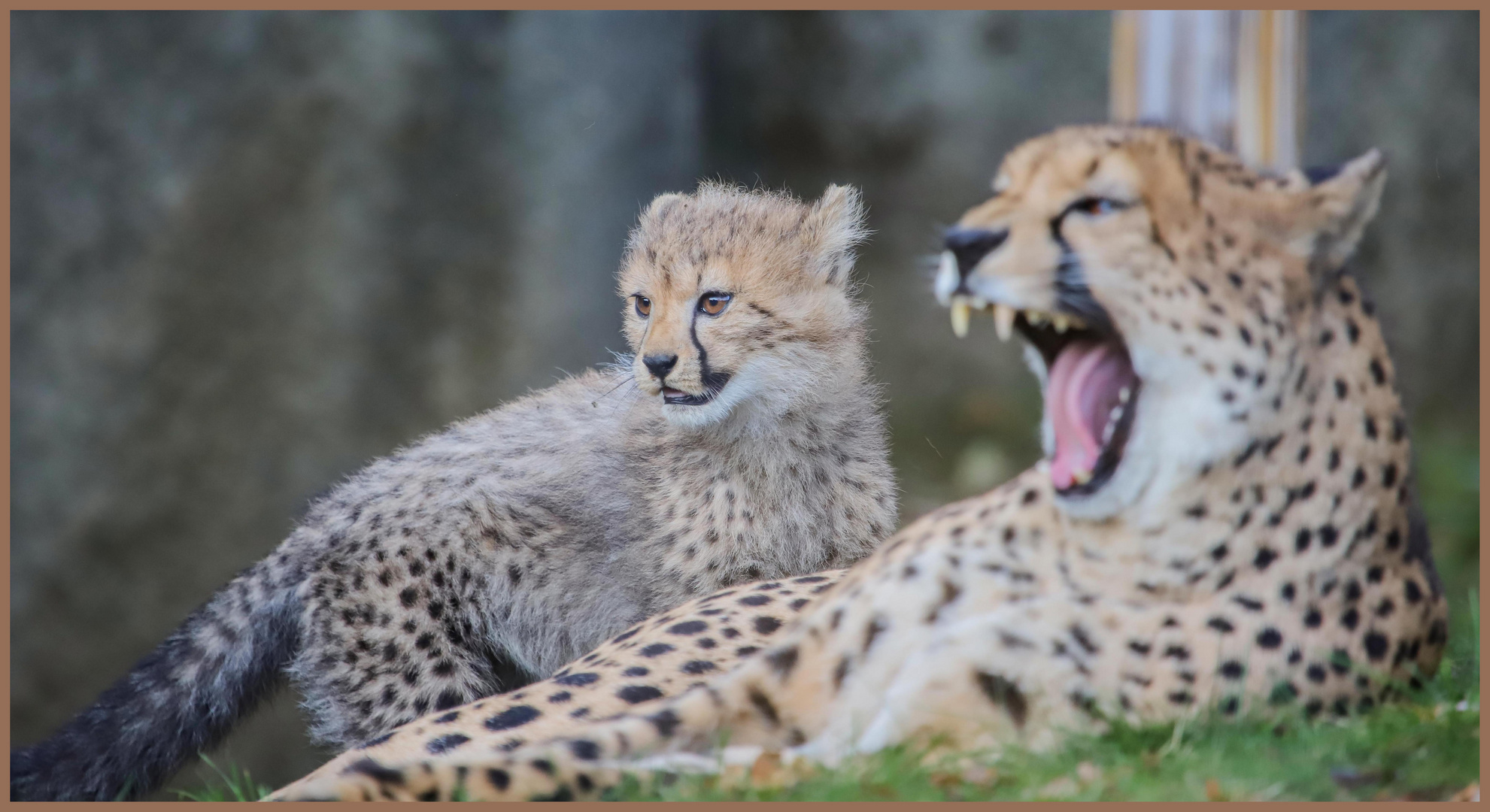 Gepard in Basel Foto & Bild | natur, zoo, tiere Bilder auf fotocommunity