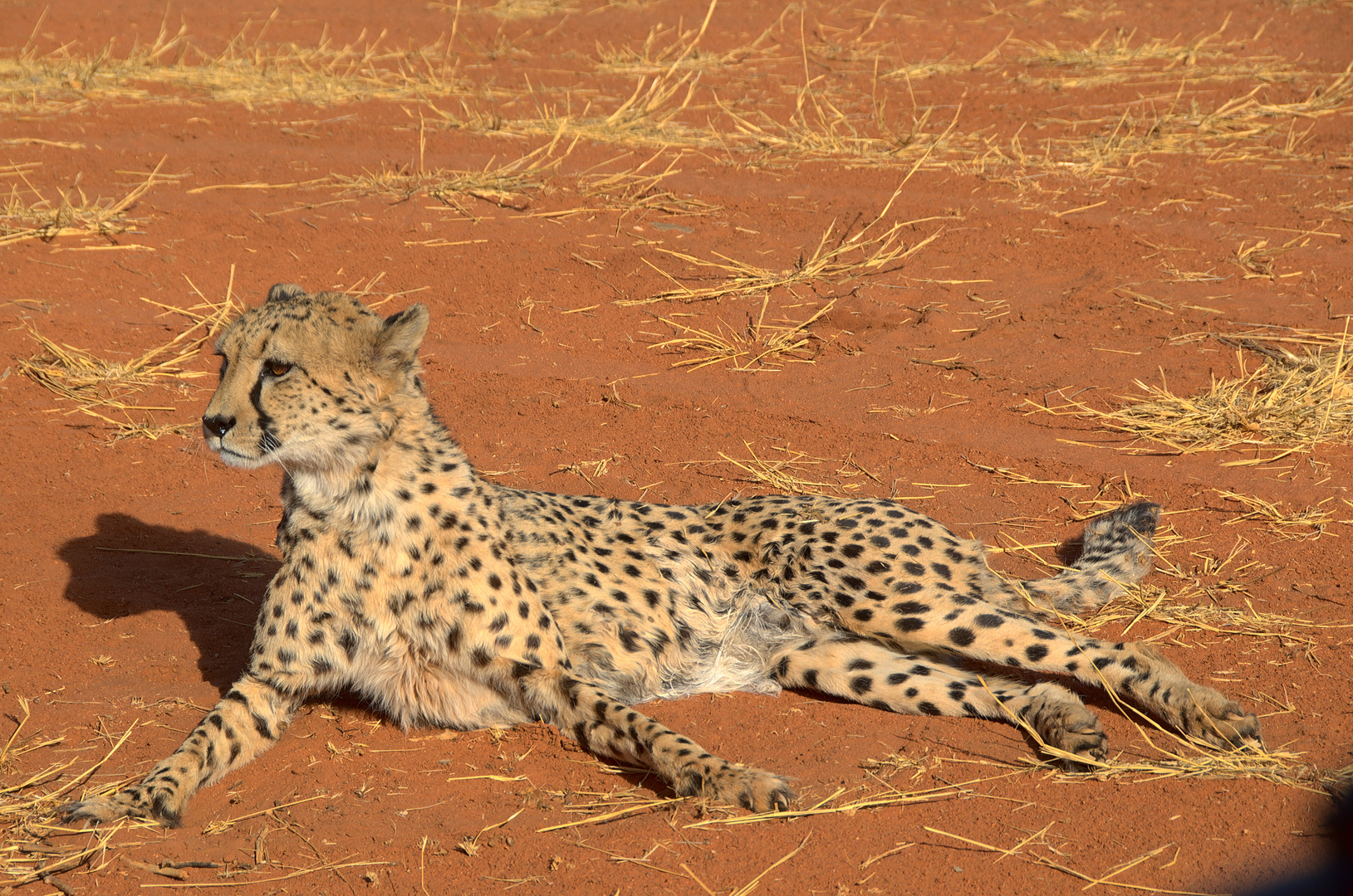 Gepard Okonjima 3 Foto & Bild | africa, southern africa, namibia Bilder ...