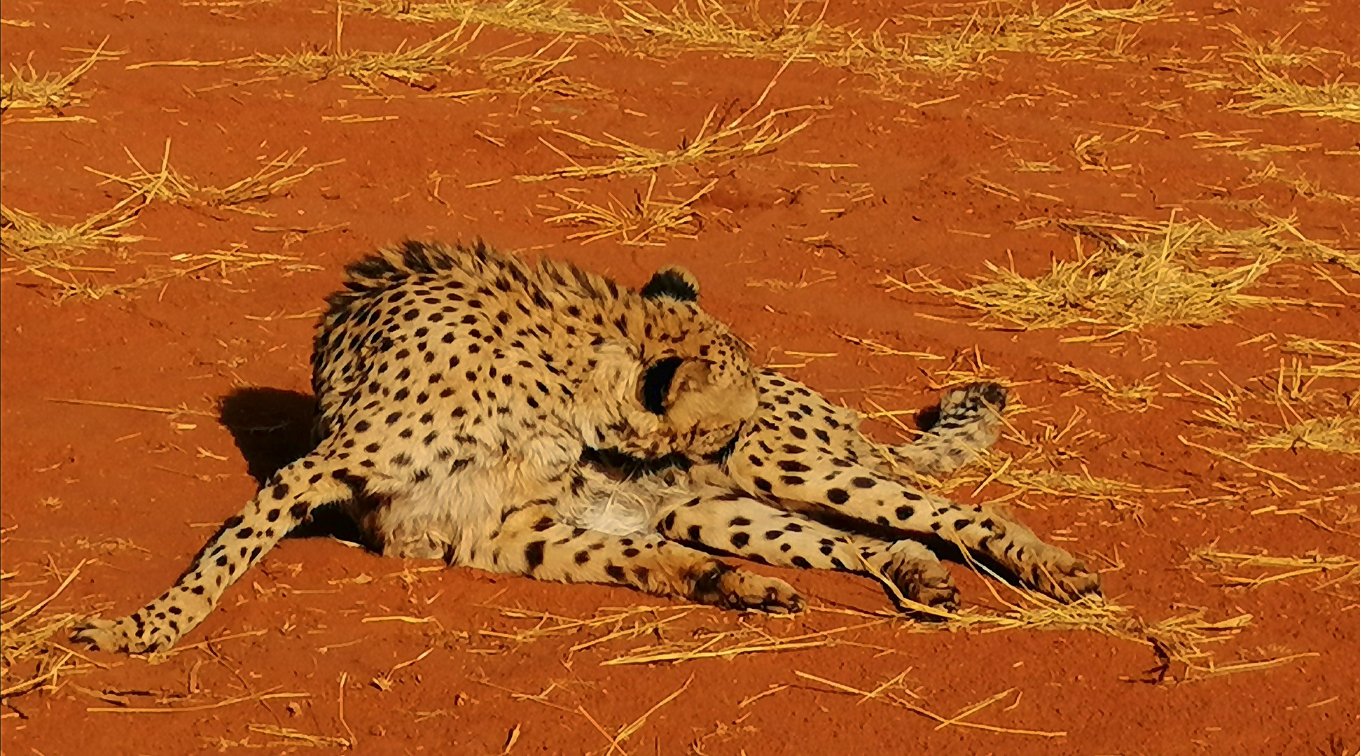 Gepard Okonjima Naturreservat Foto & Bild | africa, southern africa ...