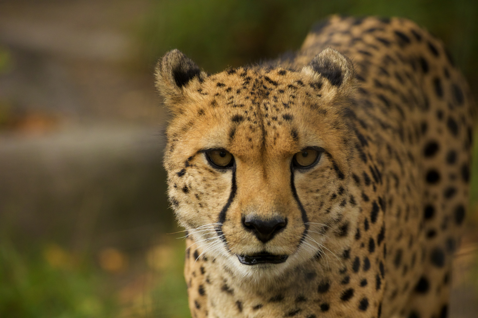 Gepard Porträt Foto & Bild | tiere, zoo, wildpark & falknerei ...