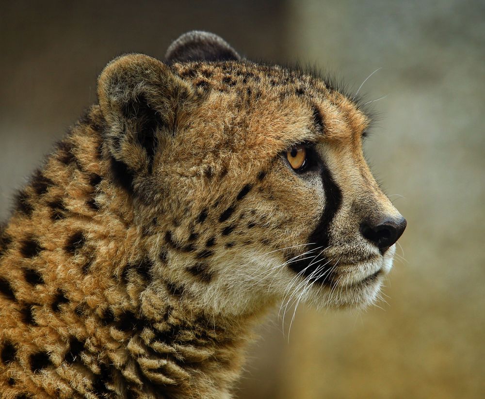 Gepard Portrait Foto & Bild | natur Bilder auf fotocommunity