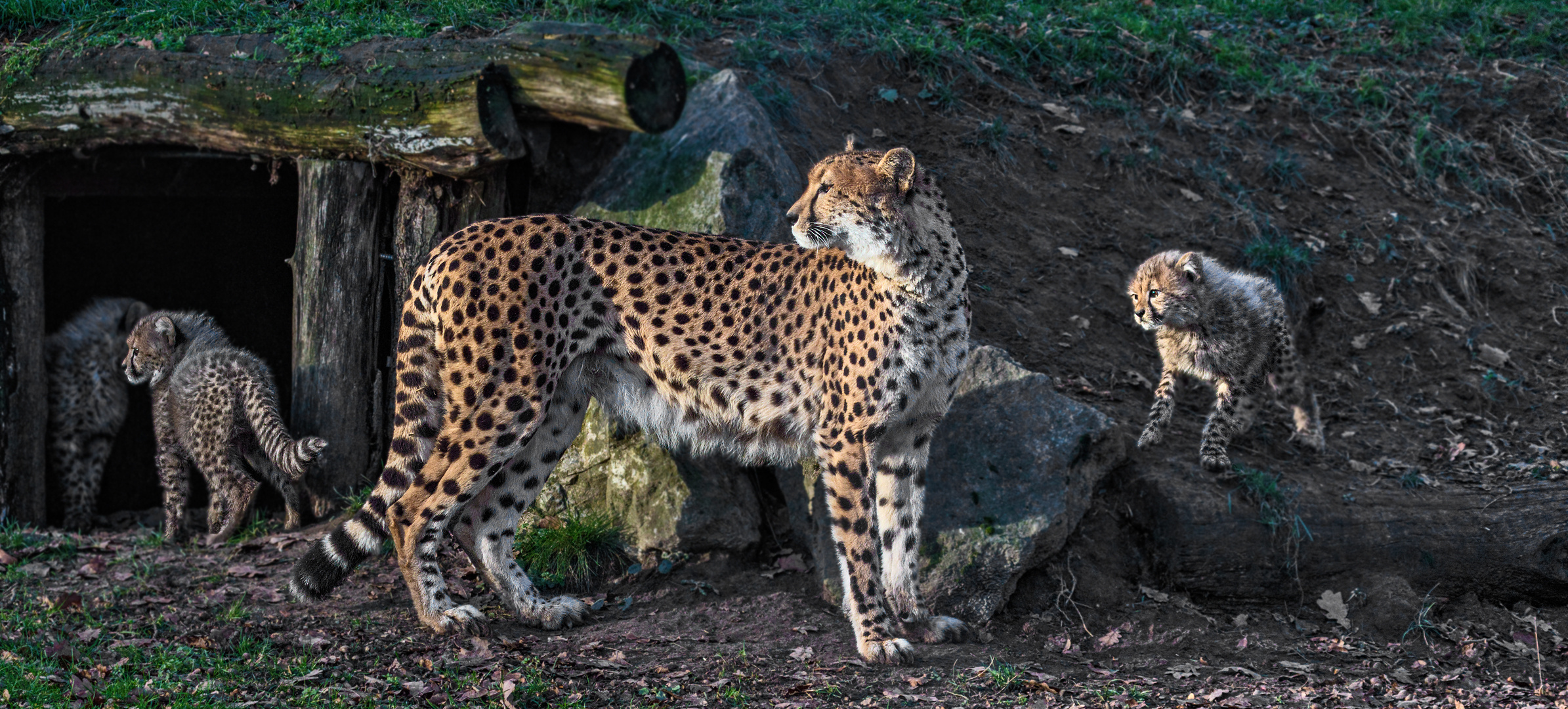 Geparden 005a Foto & Bild | deutschland, europe, nordrhein- westfalen ...