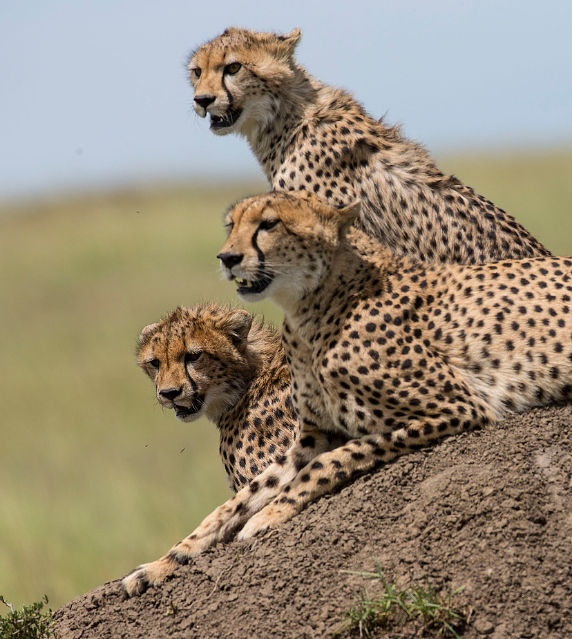 Geparden Foto & Bild | tiere, wildlife, säugetiere Bilder auf fotocommunity
