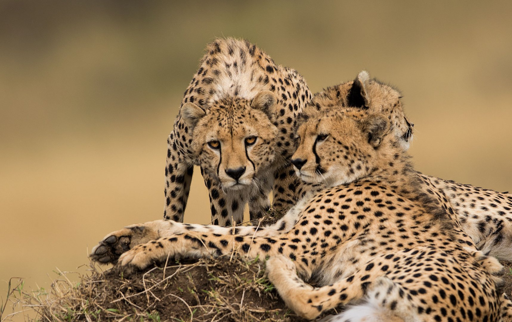 Geparden Foto & Bild | kenia, masai mara 4, natur, katzen Bilder auf ...