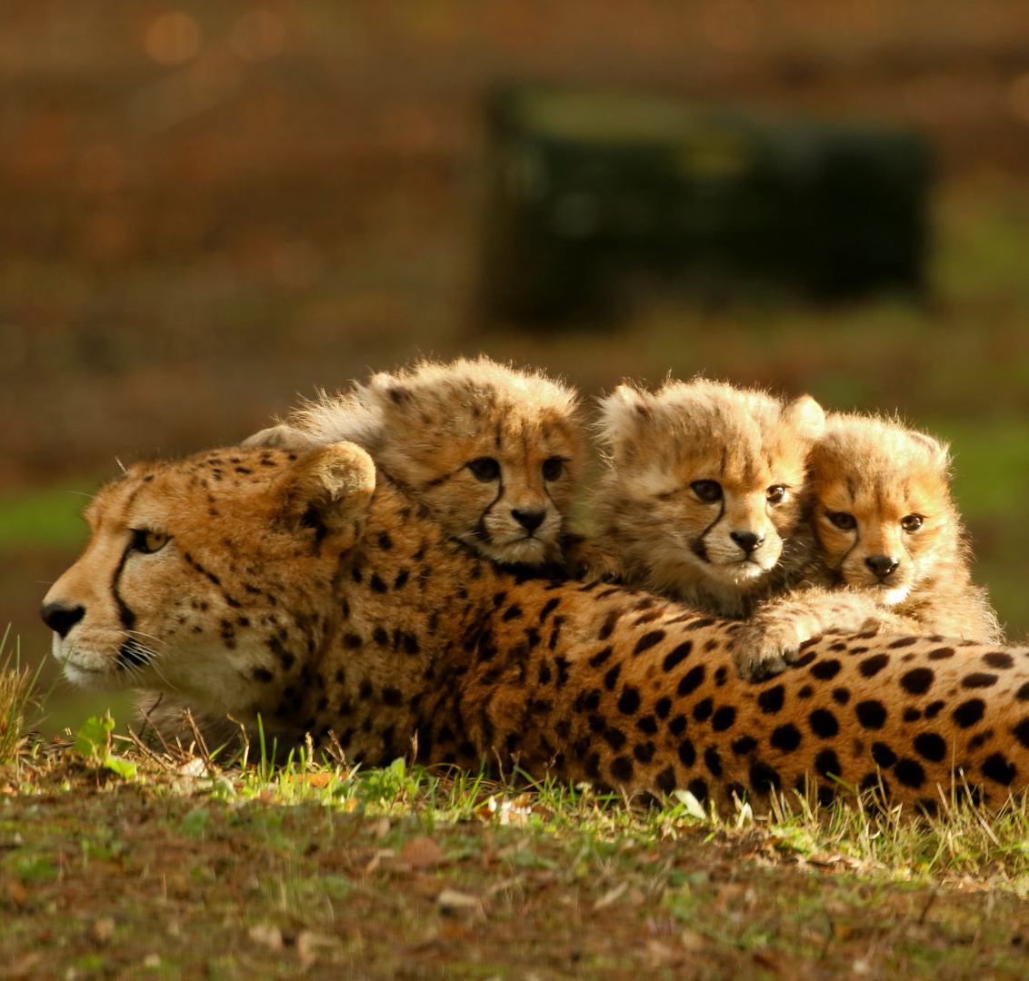 Geparden Foto & Bild | katzen, zoo, tiere Bilder auf fotocommunity