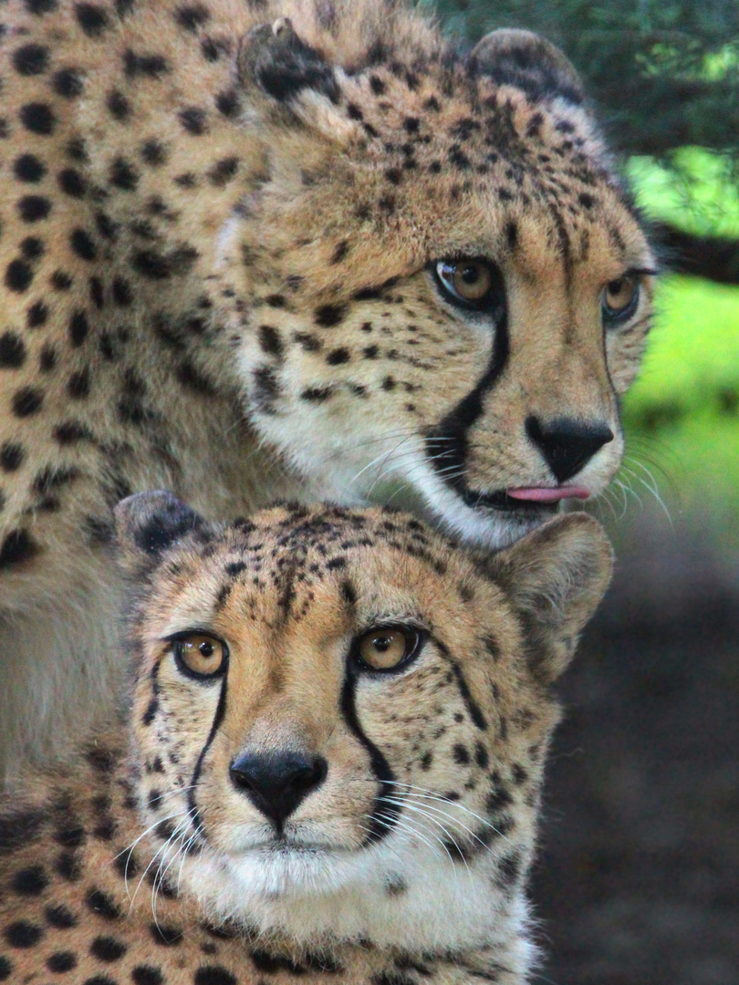 Geparden Foto & Bild | natur, katze, porträt Bilder auf fotocommunity